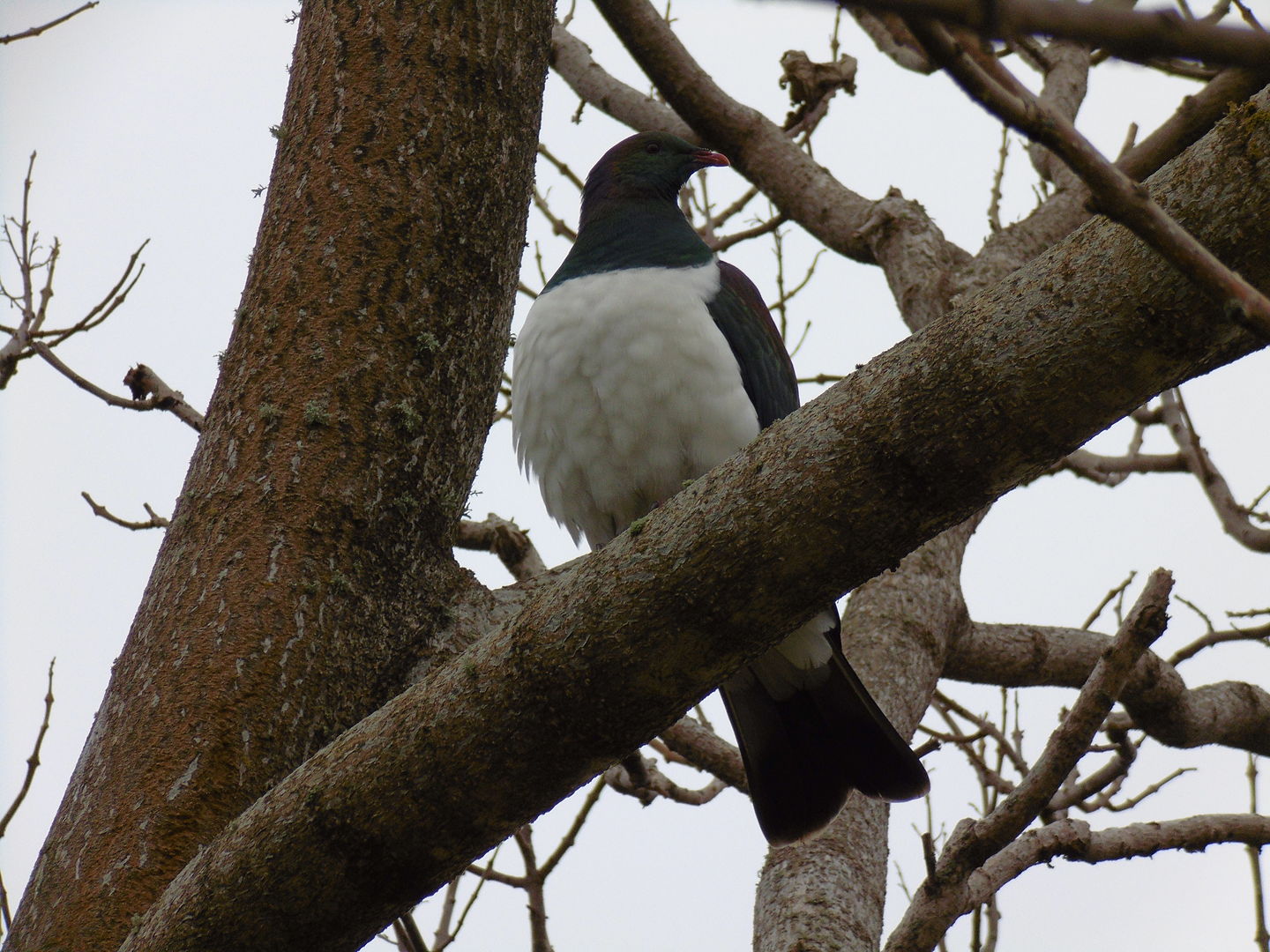 Te Anau Bird Sanctuary - Blue Ridge Studios Te Anau